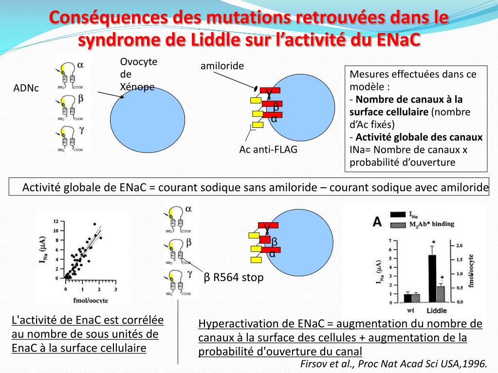 PPT - Syndrome de Liddle et canal sodium épithélial ( ENaC ) PowerPoint ...