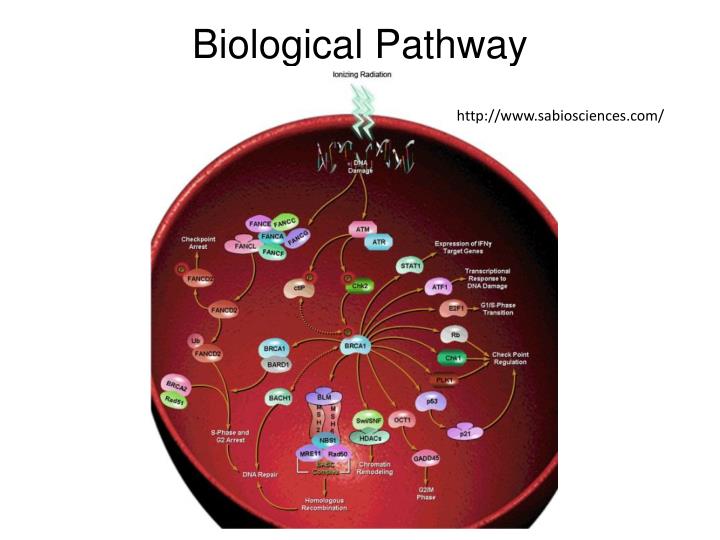 PPT - Genomics and Personalized Care PowerPoint Presentation - ID:3668519