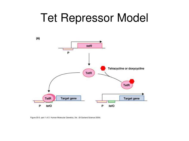 PPT - X Chromosome Inactivation PowerPoint Presentation - ID:3668670
