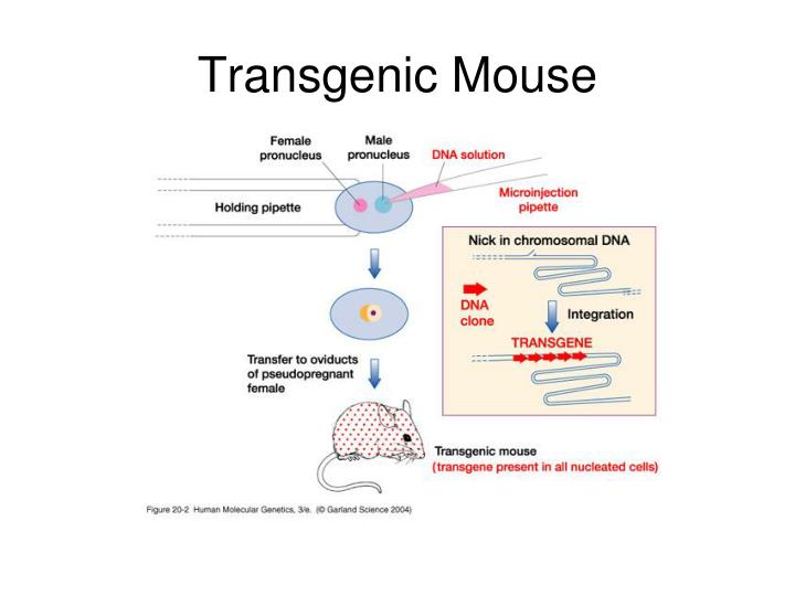PPT - X Chromosome Inactivation PowerPoint Presentation - ID:3668670