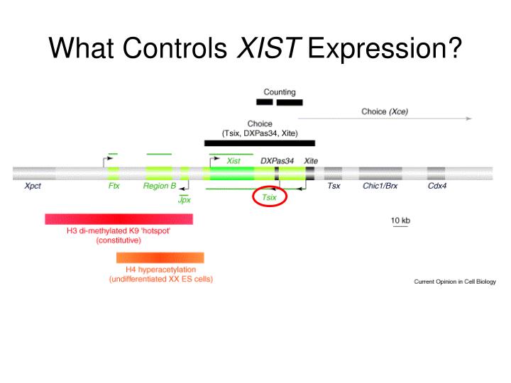 PPT - X Chromosome Inactivation PowerPoint Presentation - ID:3668670