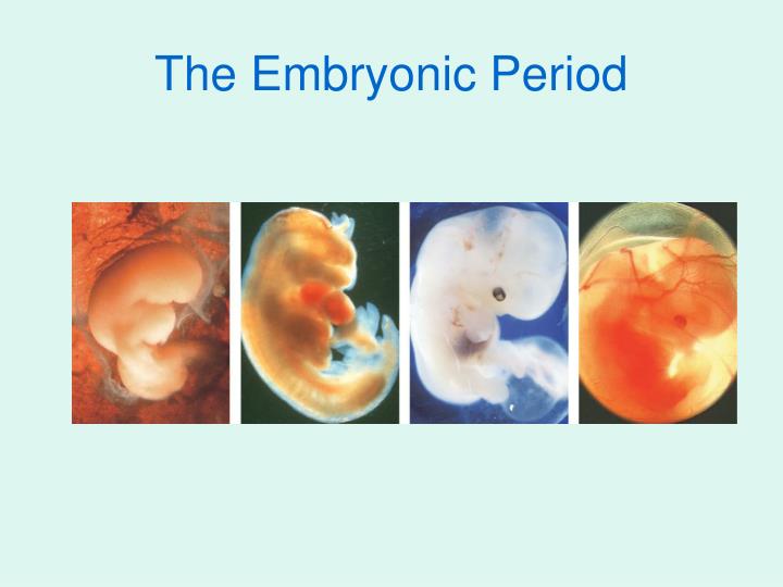 PPT - Chapter 4 – Prenatal Development and Birth Prenatal Growth ...