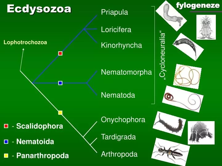 PPT - Ecdysozoa PowerPoint Presentation, free download - ID:3671050