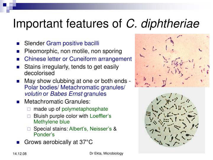 PPT - Corynebacteria PowerPoint Presentation - ID:3672797