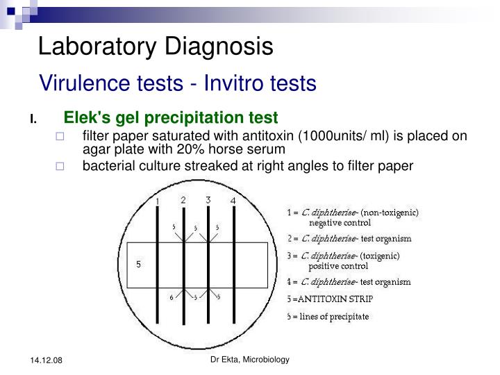 PPT - Corynebacteria PowerPoint Presentation - ID:3672797
