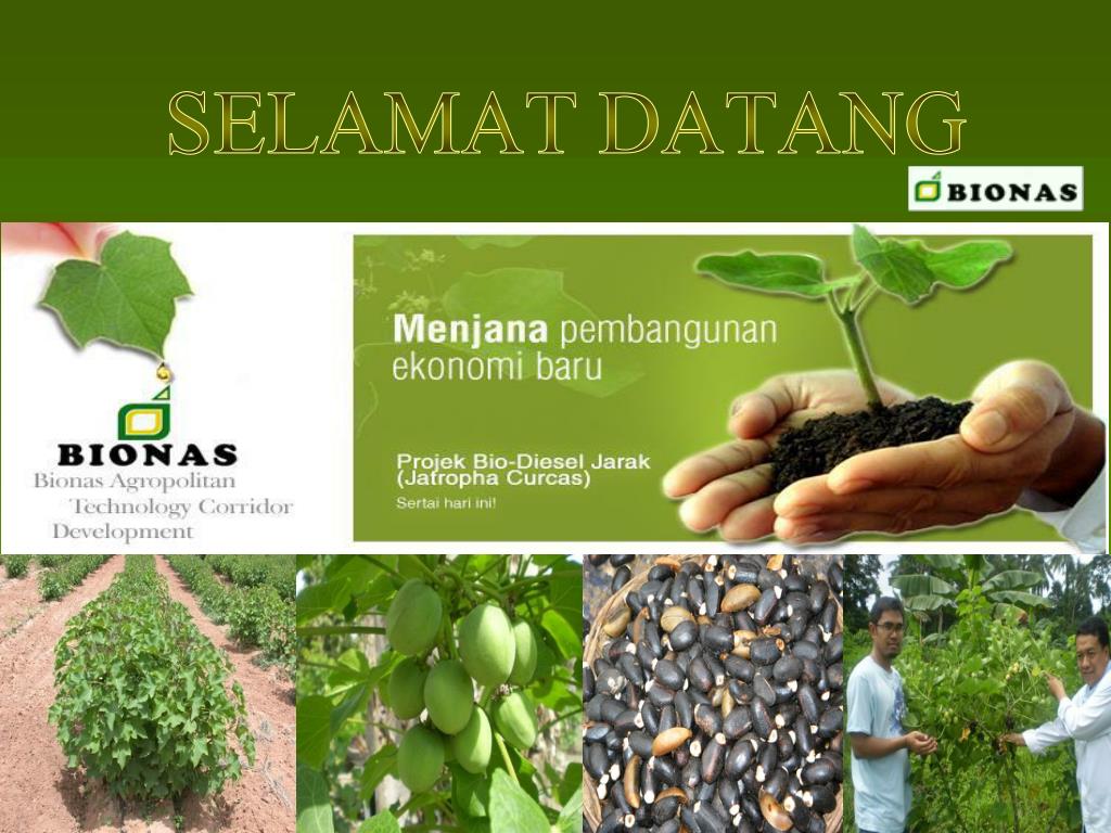 PPT - Taklimat Program Projek Bio-Diesel Tanaman Pokok Jarak ( Jatropha ...