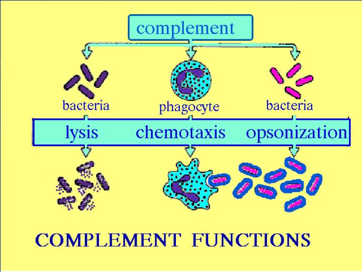 PPT - Acquired Immunity PowerPoint Presentation - ID:3675870