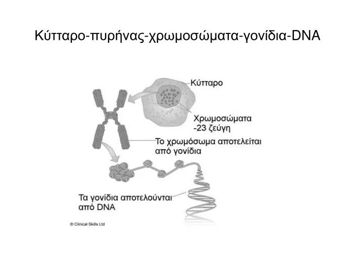 PPT - Κύτταρο-πυρήνας-χρωμοσώματα-γονίδια- DNA PowerPoint Presentation ...