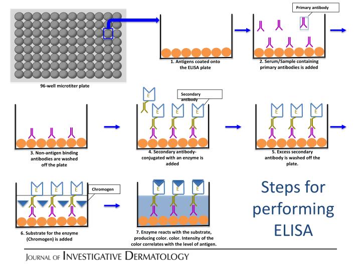 Schematic Presentation Of Basic Types Of Elisa Enzyme