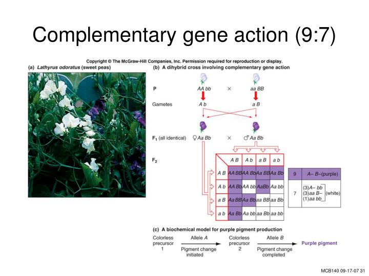 PPT - Penetrance and expressivity PowerPoint Presentation - ID:3679180