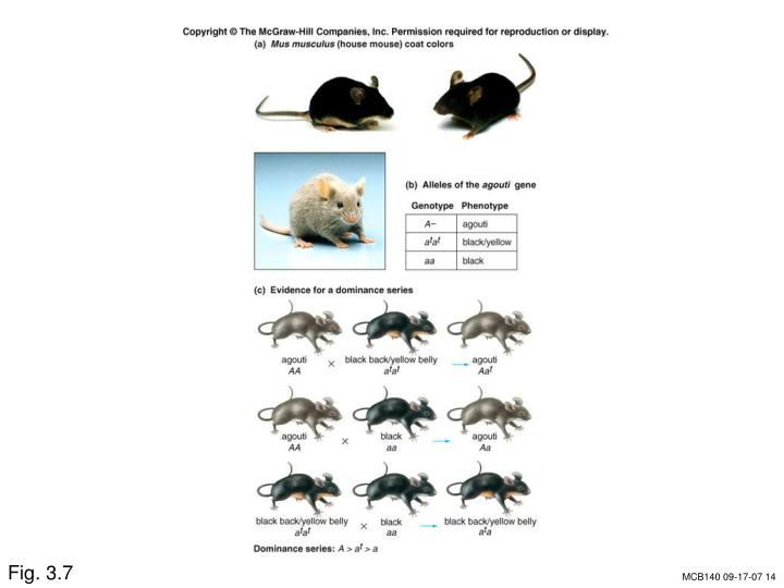 PPT - Penetrance and expressivity PowerPoint Presentation - ID:3679180