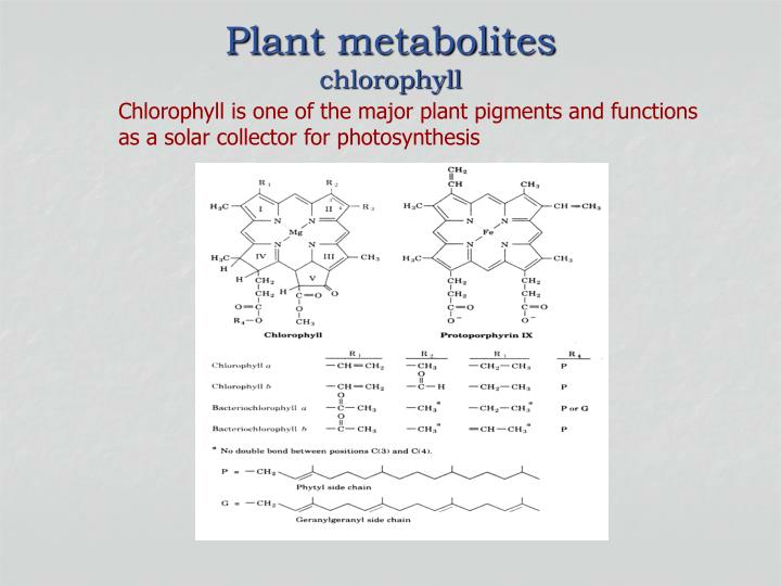 PPT - Mammalian Biomolecules metal ion complexes PowerPoint ...