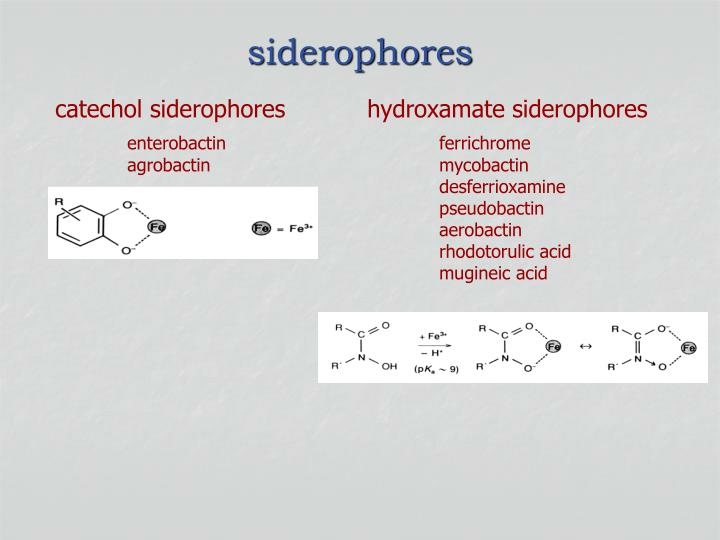 PPT - Mammalian Biomolecules metal ion complexes PowerPoint ...