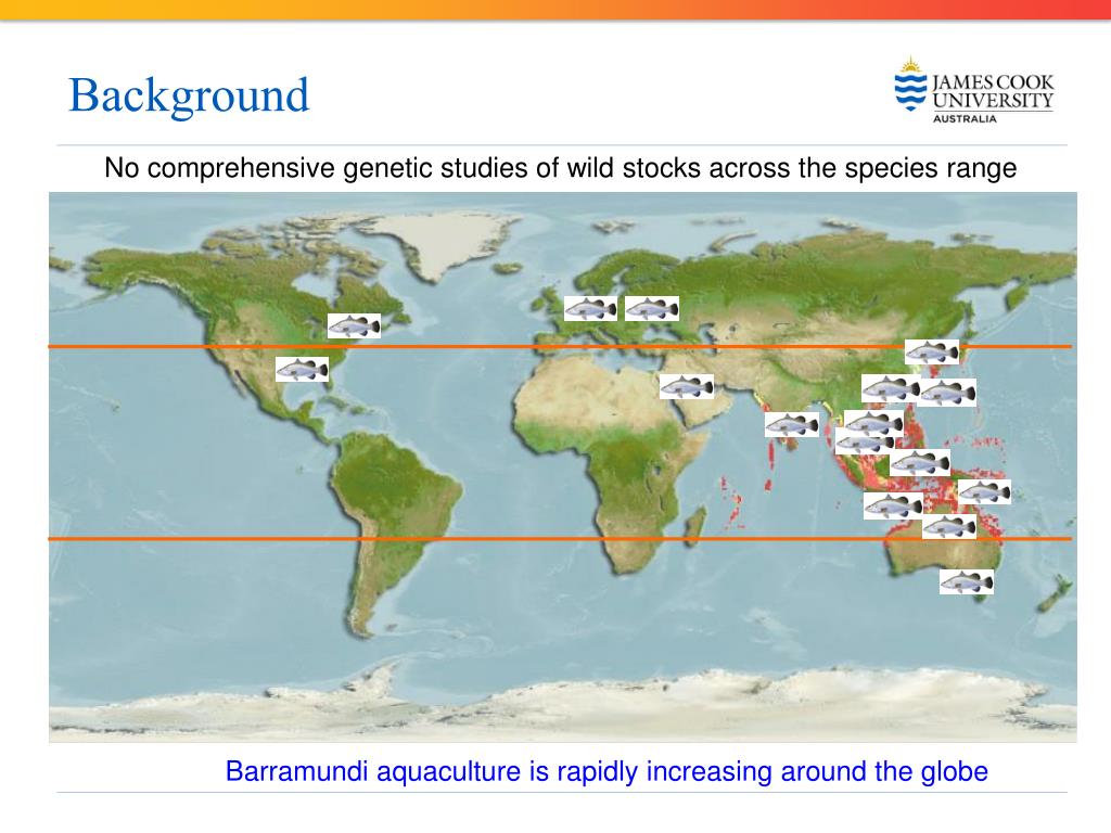 PPT - DIFFERENTIATING BARRAMUNDI FROM SOUTH EAST ASIA AND AUSTRALIA ...
