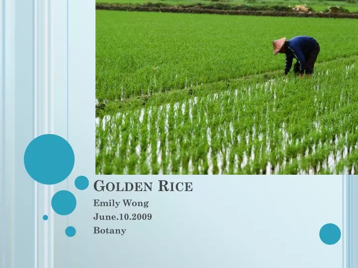 PPT - Golden Rice PowerPoint Presentation, free download - ID:3682903