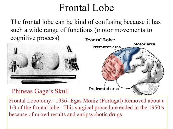 PPT - Brain PowerPoint Presentation - ID:3682966