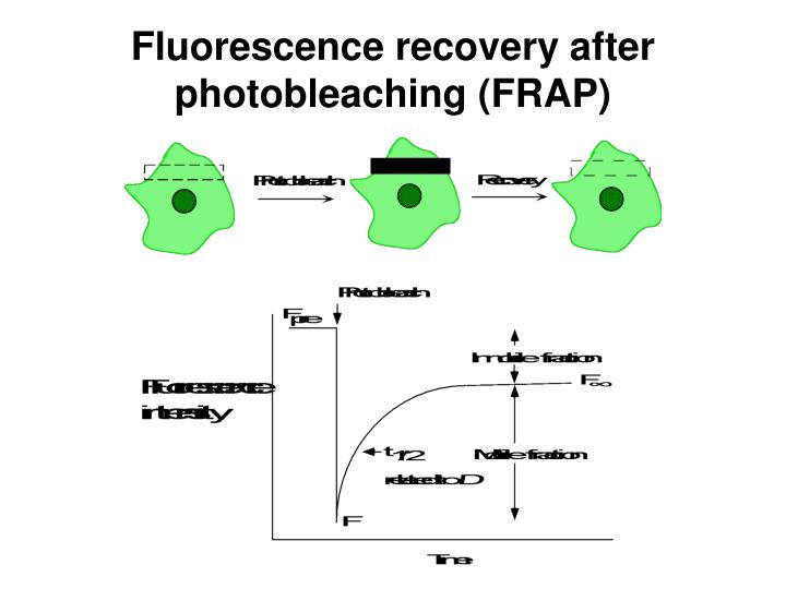 PPT - TIRF, FRAP, photoactivation PowerPoint Presentation - ID:3683251