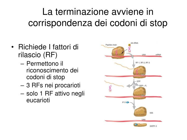 PPT - Il flusso dell’informazione: l’espressione genica PowerPoint ...