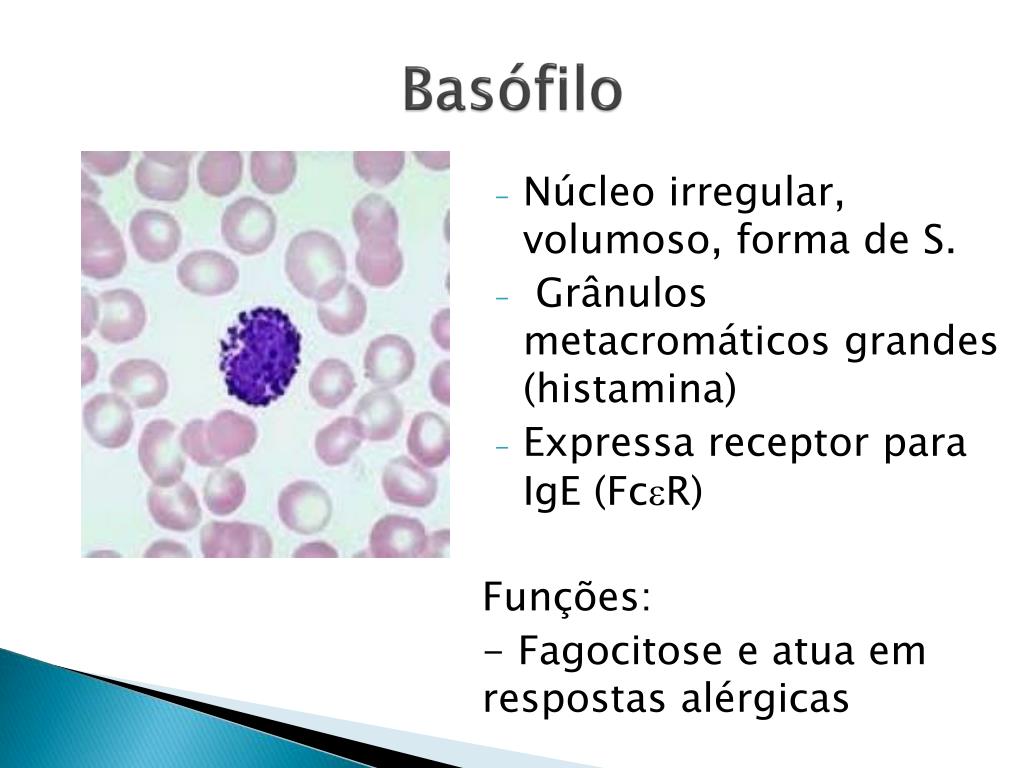 PPT - Prof. Oscar Kenji Nihei e Profa Tanise Knakievicz Disciplina de ...