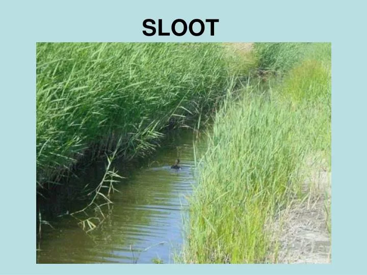 PPT - SLOOT PowerPoint Presentation, free download - ID:3685818