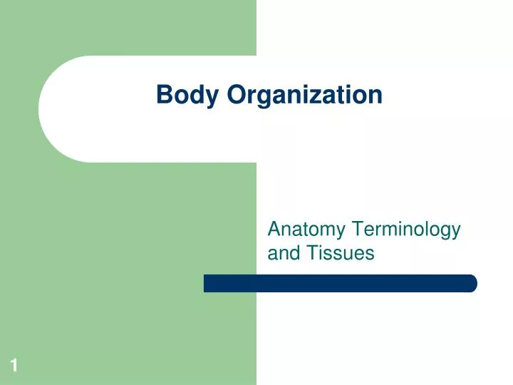 PPT - Body Organization PowerPoint Presentation, free download - ID:3686021