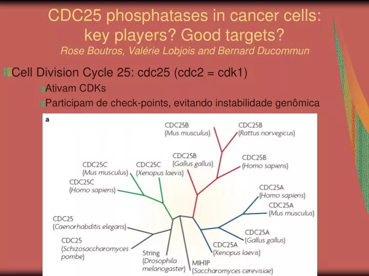 PPT - Cell Division Cycle 25: cdc25 (cdc2 = cdk1) Ativam CDKs ...