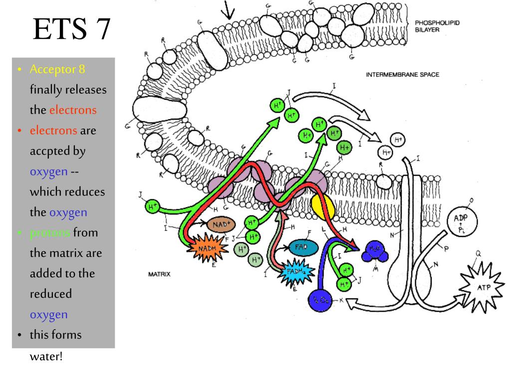 PPT - The Electron Transport System mitochondrion illustration lifted ...