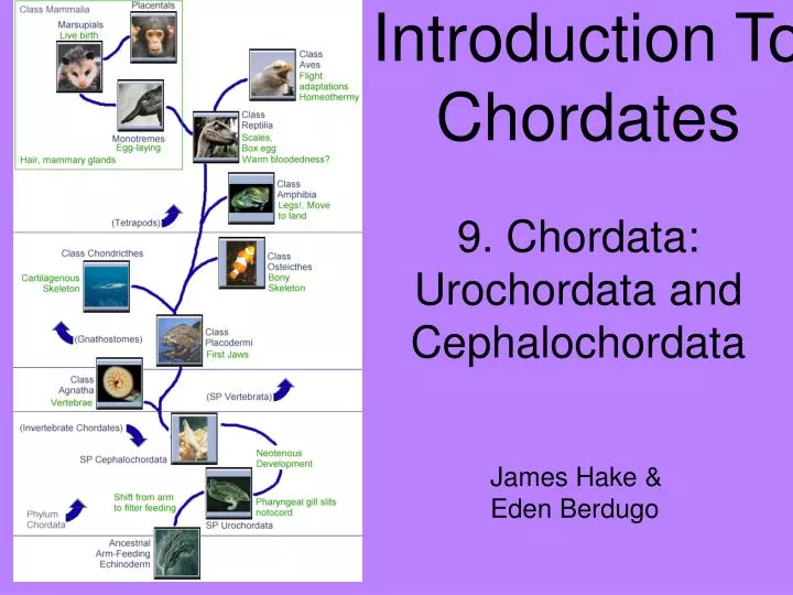 PPT - Introduction To Chordates PowerPoint Presentation, free download ...