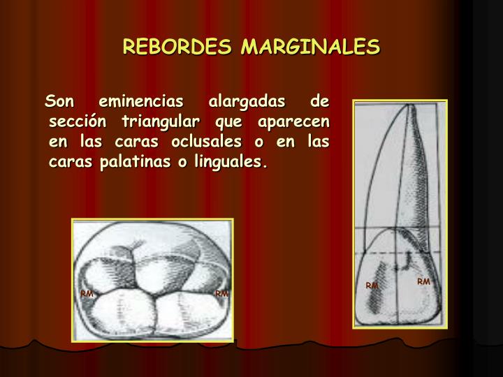 PPT - SISTEMA DENTARIO PowerPoint Presentation - ID:3689086