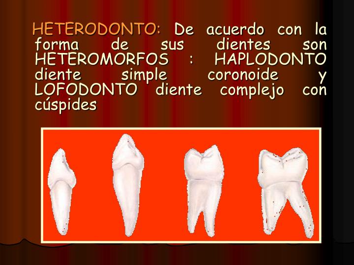 PPT - SISTEMA DENTARIO PowerPoint Presentation - ID:3689086