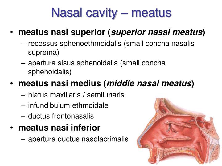 PPT - Respiratory system I. PowerPoint Presentation - ID:3690384