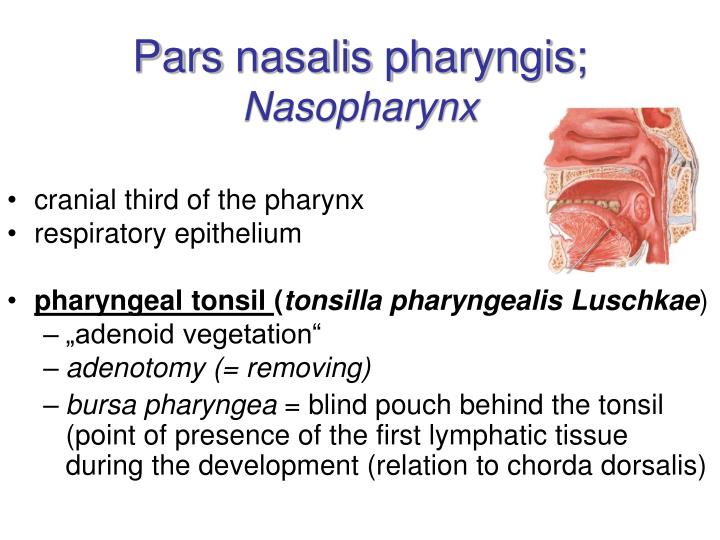 PPT - Respiratory system I. PowerPoint Presentation - ID:3690384