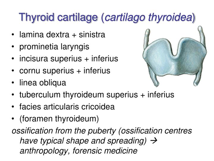 PPT - Respiratory system I. PowerPoint Presentation - ID:3690384