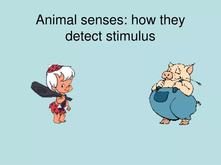 PPT - Animal senses: how they detect stimulus PowerPoint Presentation ...