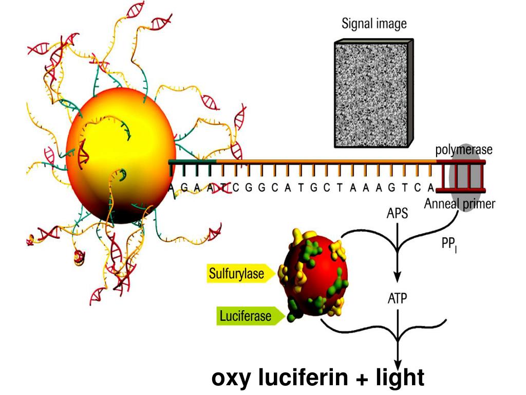 PPT - Roche “454” DNA Sequencing Images adapted from Teri Rambo Mueller ...