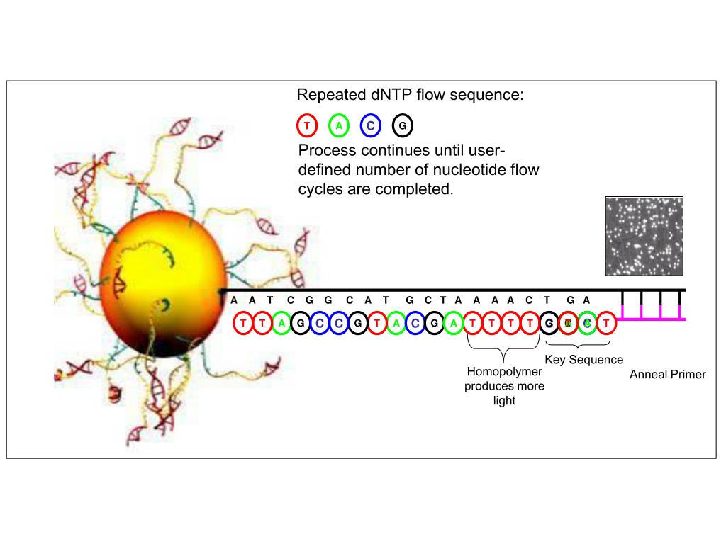 PPT - Roche “454” DNA Sequencing Images adapted from Teri Rambo Mueller ...