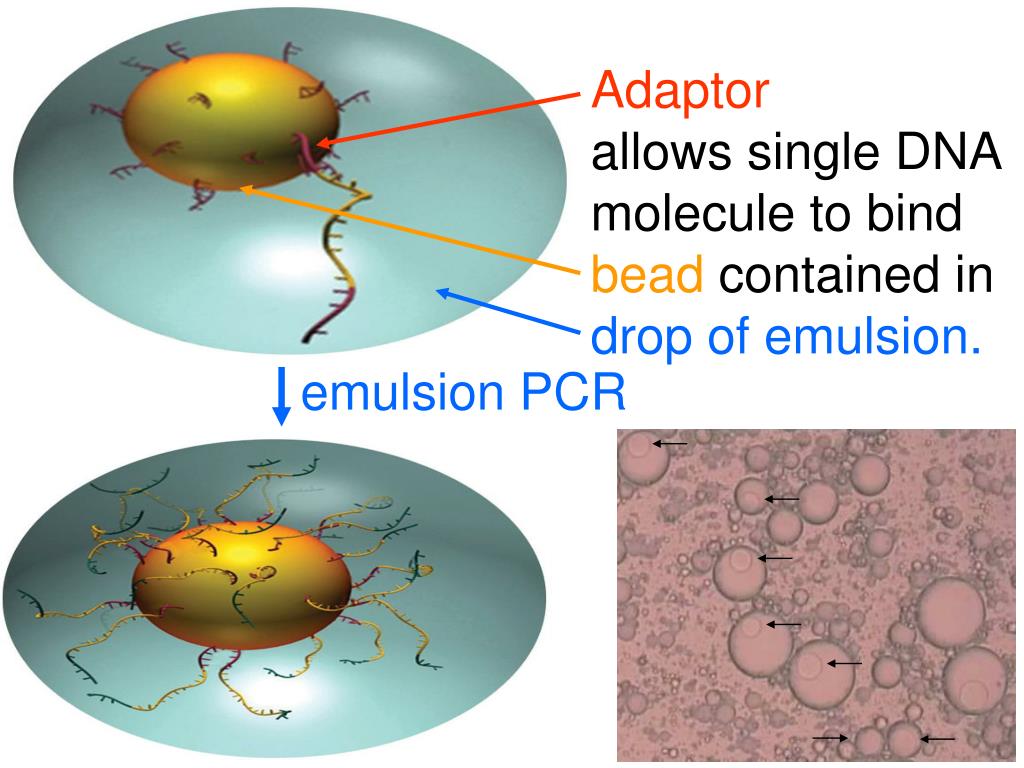 PPT - Roche “454” DNA Sequencing Images adapted from Teri Rambo Mueller ...