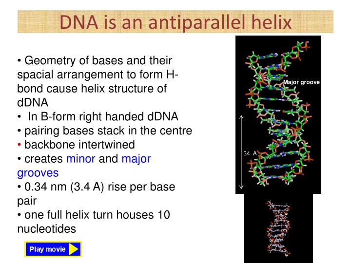 PPT - Biological Molecules Nucleic acids and Proteins PowerPoint ...