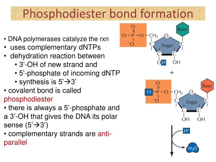 PPT - Biological Molecules Nucleic acids and Proteins PowerPoint ...