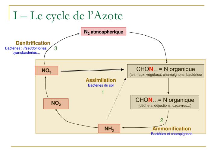 PPT - Le cycle de l’azote PowerPoint Presentation - ID:3694067