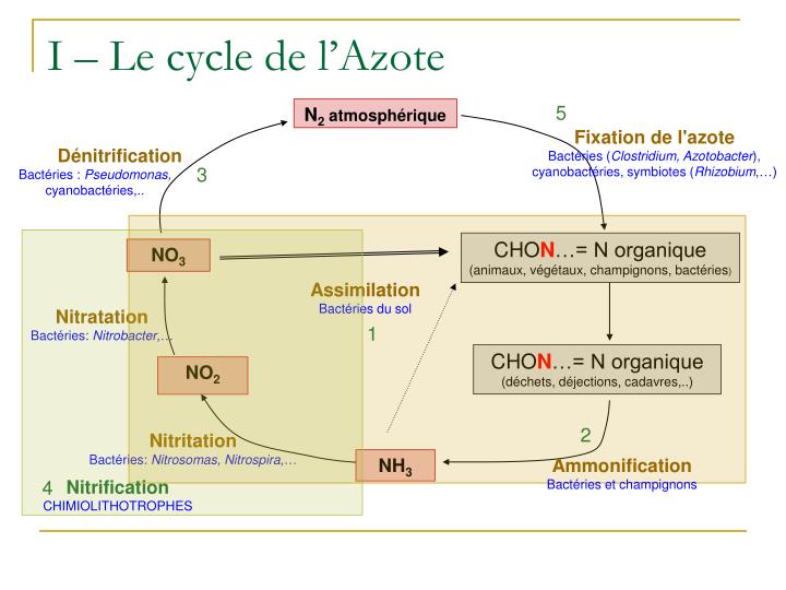PPT - Le cycle de l’azote PowerPoint Presentation - ID:3694067