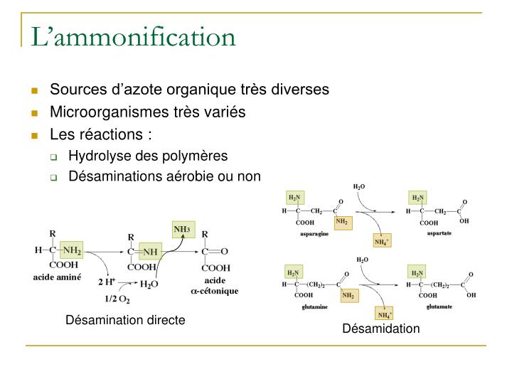 PPT - Le cycle de l’azote PowerPoint Presentation - ID:3694067