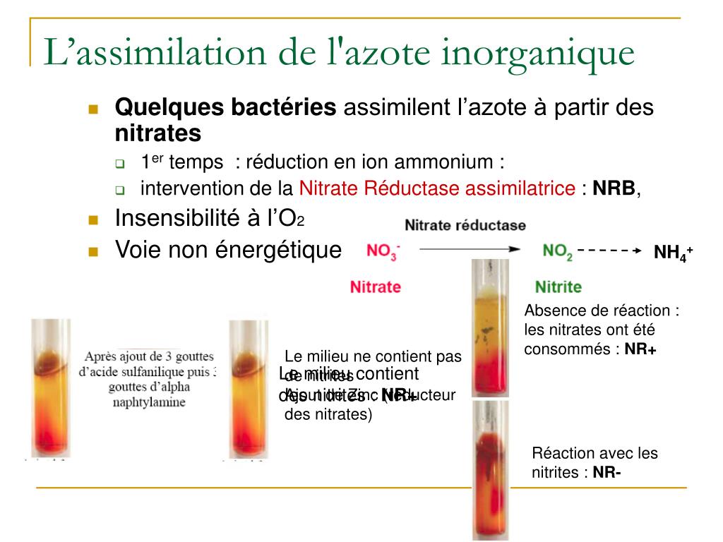 PPT - Le cycle de l’azote PowerPoint Presentation, free download - ID ... PPT - Le cycle de l’azote PowerPoint Presentation, free download - ID ...