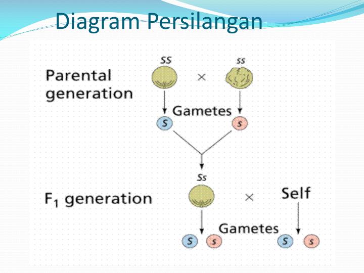 PPT - PEWARISAN SIFAT / PERSILANGAN/GENETIKA PowerPoint Presentation ...