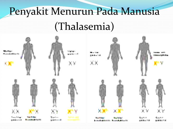 PPT - PEWARISAN SIFAT / PERSILANGAN/GENETIKA PowerPoint Presentation ...