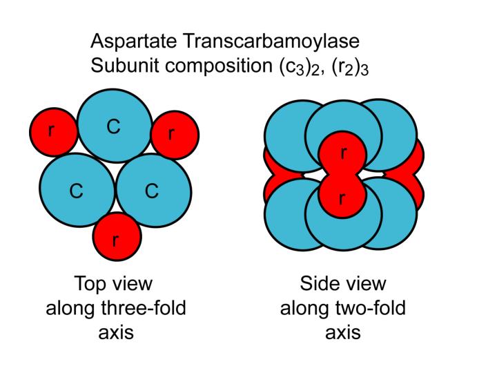 PPT - Allosteric regulation of enzyme activity PowerPoint Presentation ...