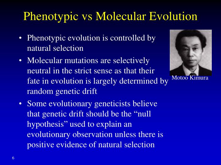 PPT - Evolution and Population Genetics PowerPoint Presentation - ID ...