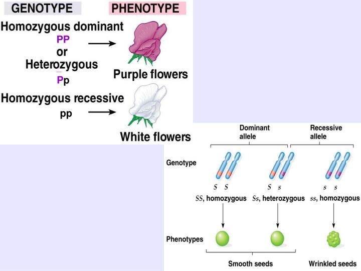 PPT - Unit 8: Genetics & Heredity PowerPoint Presentation - ID:3695302