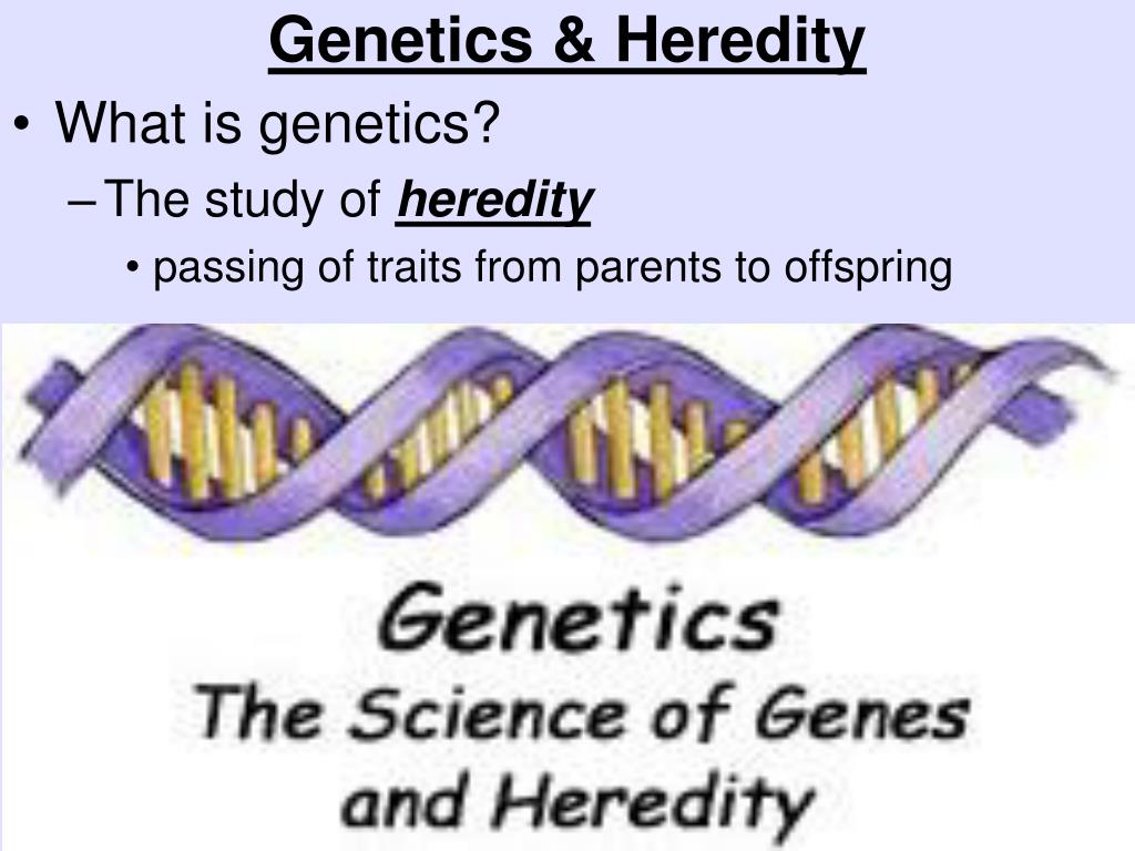 Ppt Genetics And Heredity Powerpoint Presentation Free Download Id