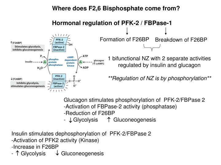 PPT - Regulation of Glycolysis/Gluconeogenesis Citric Acid Cycle / TCA ...